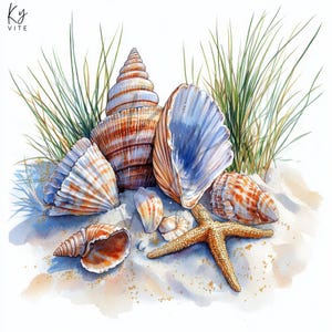 16 Seashells on the Beach Clipart, Ocean Sea, Printable Watercolor ...