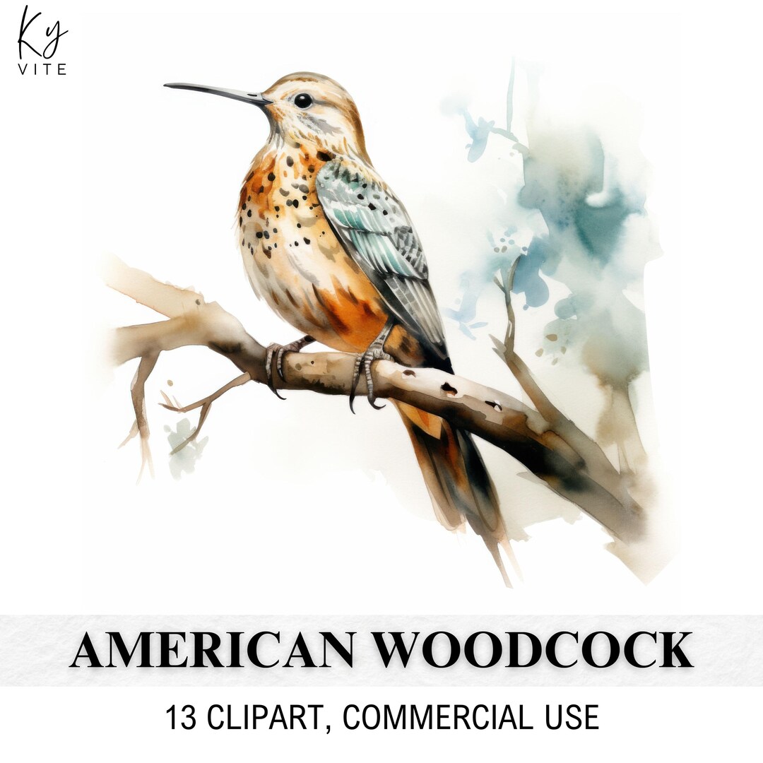 13 American Woodcock Bird Clipart, Printable Watercolor Clipart, Paper ...