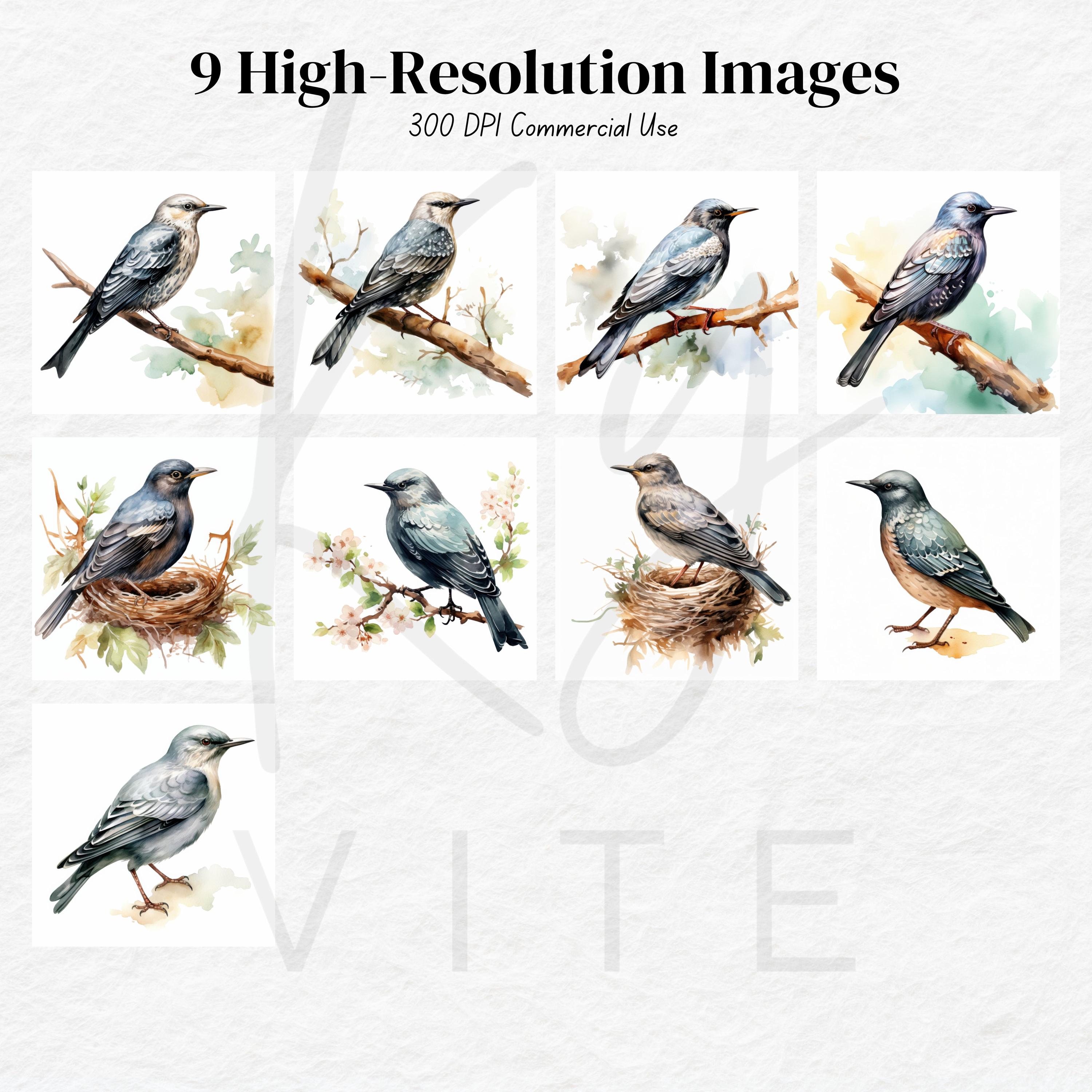 9 Watercolor Starling Bird Clipart for POD, Paper Craft, Nursery Decor ...