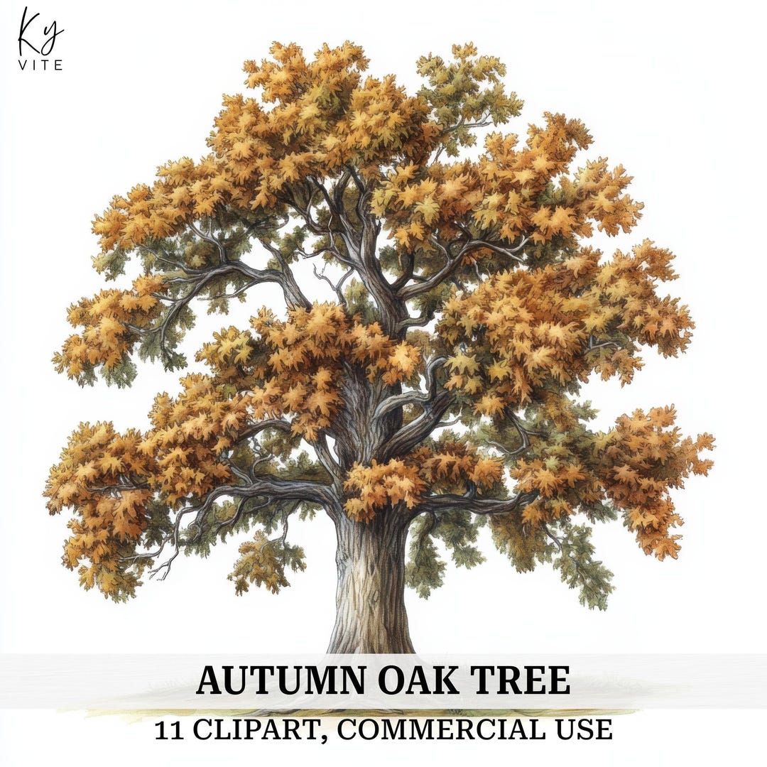 12 Autumn Oak Tree Clipart, Fall Tree, Printable Watercolor Clipart ...