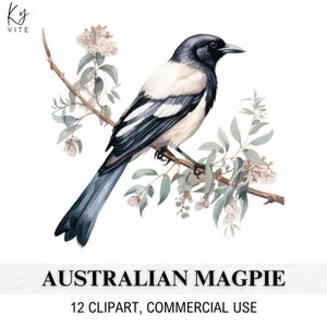 12 Australian Magpie Clipart, Floral Magpie, Printable Watercolor ...