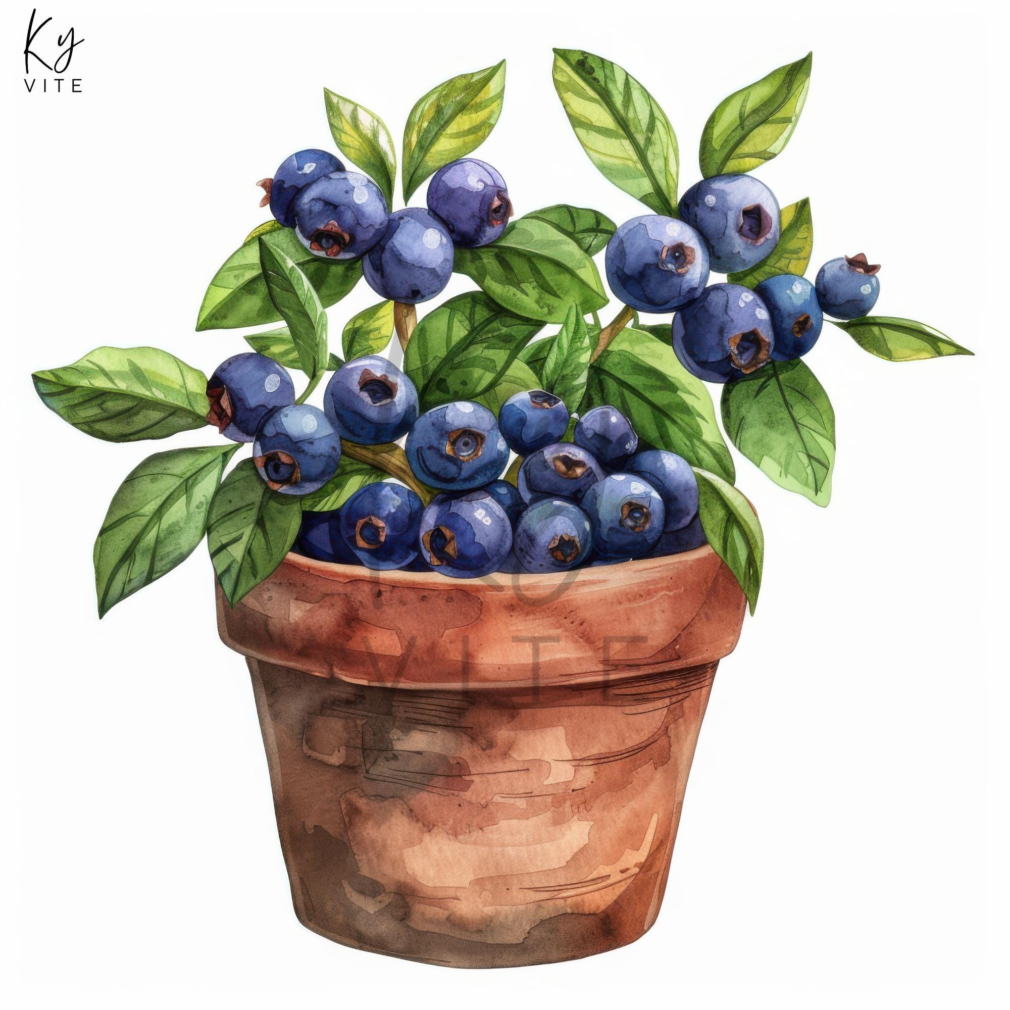 11 Blueberry Bush Clipart, Berry Leaves, Blueberry Plant, Printable ...