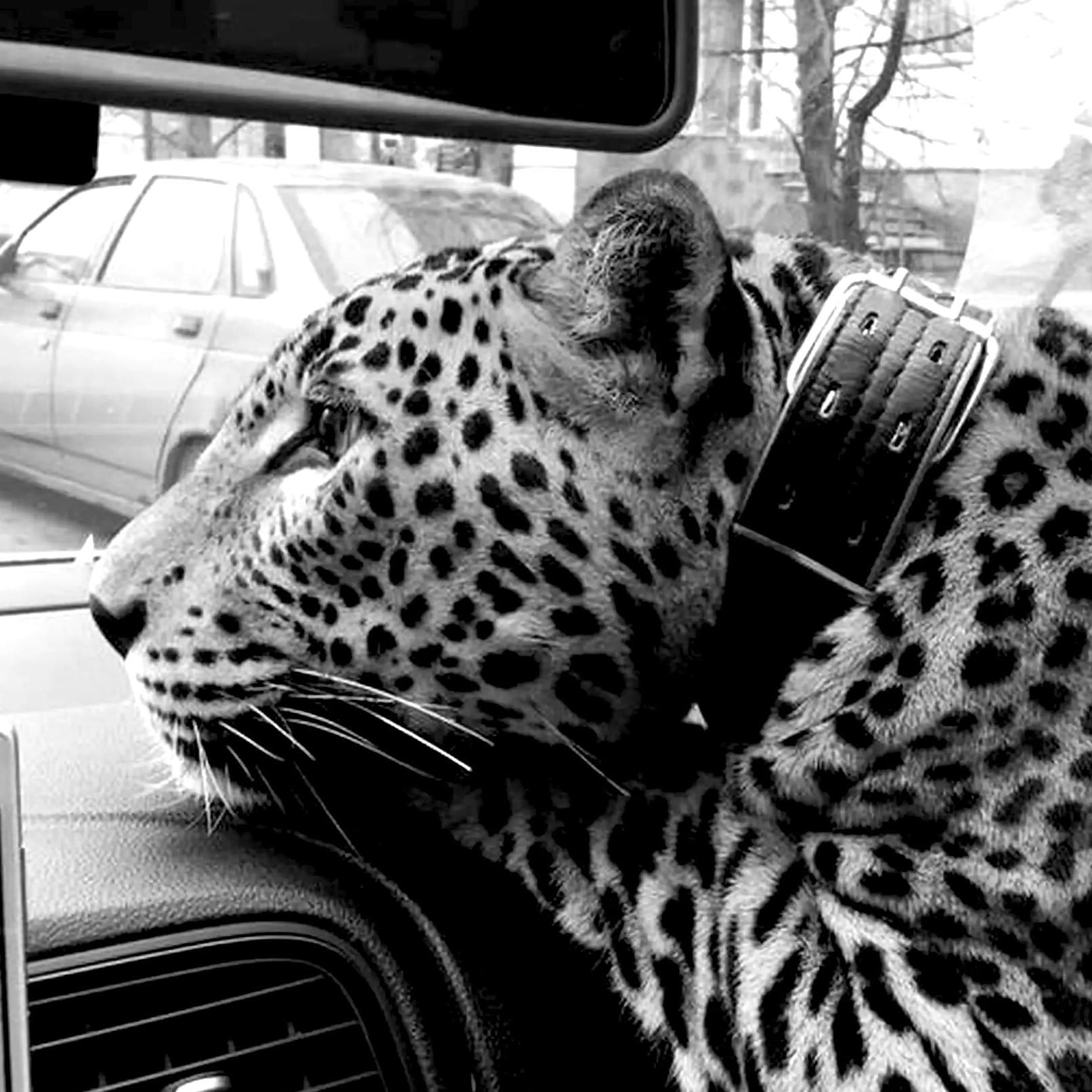 Panther in the Car Print, Cheetah Poster, Black and White Wall Art ...