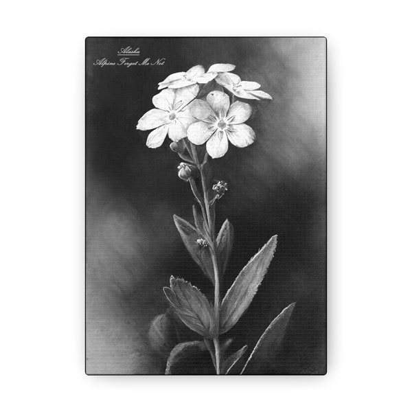 Alpine Forget Me Not - Etsy