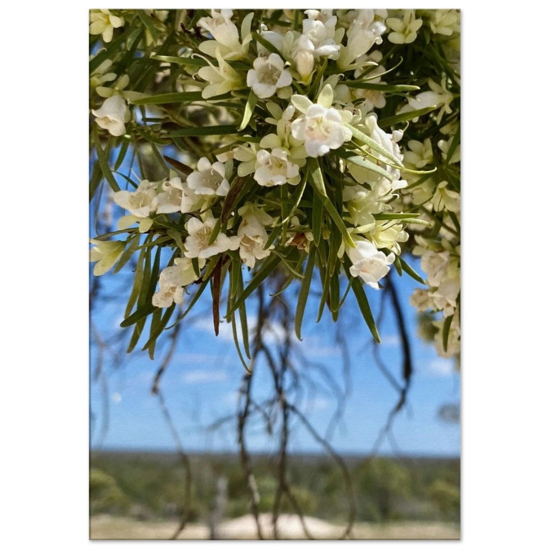 Outback Flowering Tree, White Flowers, Desert Tree, Serenity ...