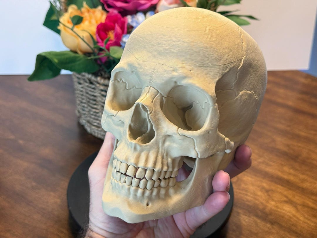 3D Printed Human Skull Model: Life-size Anatomical Replica - Etsy