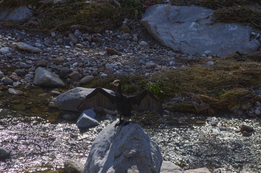 Cormorant Bird Photo. Drying Wings on Rock. Wildlife Wall Art. Digital ...
