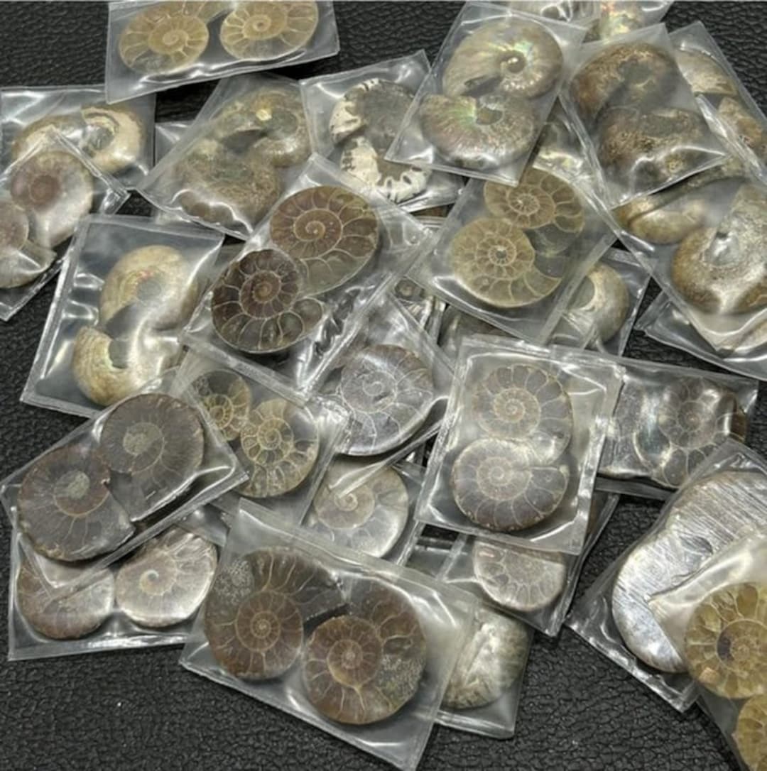 Ammonite Shells Wholesale Lot of Ammonite Shells for Making Jewelry and ...