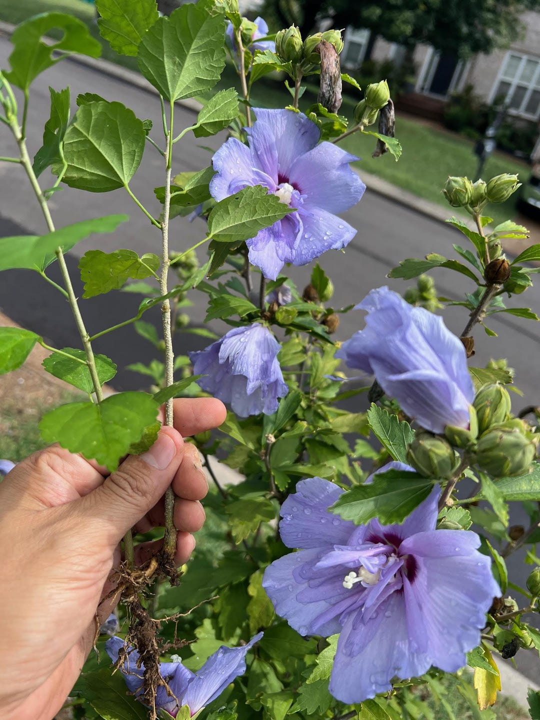 2 (two) 7-10" Blue Chiffon Rose of Sharon Plants (double-flower ...