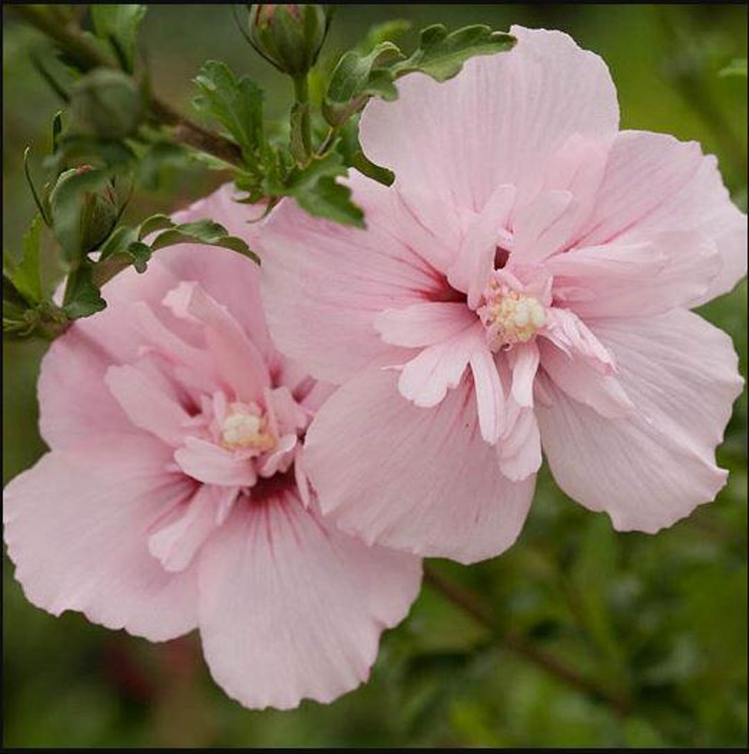 60+ Fresh Pink Chiffon Rose of Sharon Seeds (double-flower Hibiscus ...