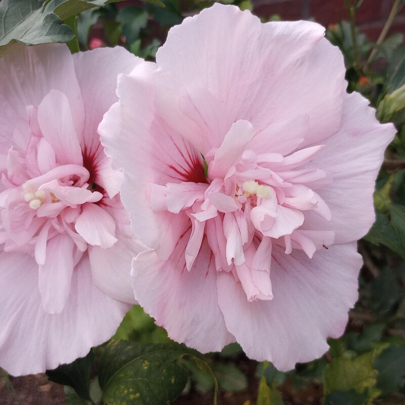 Pink Chiffon Flower - Etsy