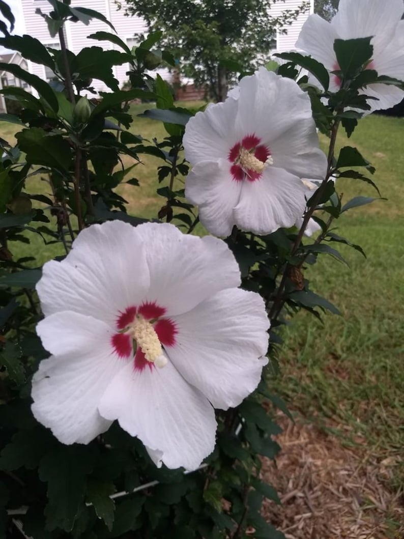 60+ Fresh White (red Heart) Rose of Sharon Seeds (hibiscus Syriacus ...