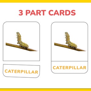 24 Real Picture Insects Flashcards, Minibeast Flashcards, Montessori ...