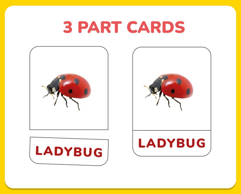 24 Real Picture Insects Flashcards Minibeast Flashcards - Etsy