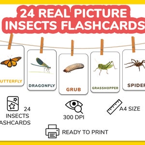 24 Real Picture Insects Flashcards, Minibeast Flashcards, Montessori ...