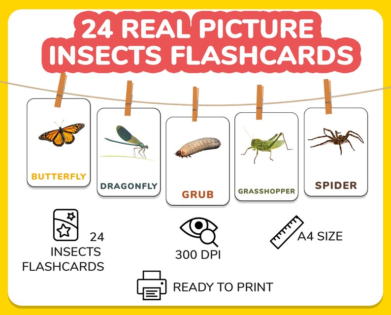 24 Real Picture Insects Flashcards Minibeast Flashcards - Etsy