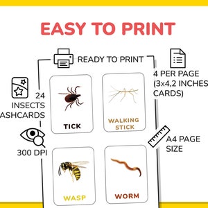 24 Real Picture Insects Flashcards, Minibeast Flashcards, Montessori ...