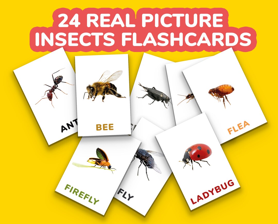 24 Real Picture Insects Flashcards, Minibeast Flashcards, Montessori ...