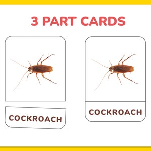 24 Real Picture Insects Flashcards, Minibeast Flashcards, Montessori ...