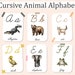 Watercolor Animal Cursive Alphabet Flashcards (PDF Printable) - Etsy