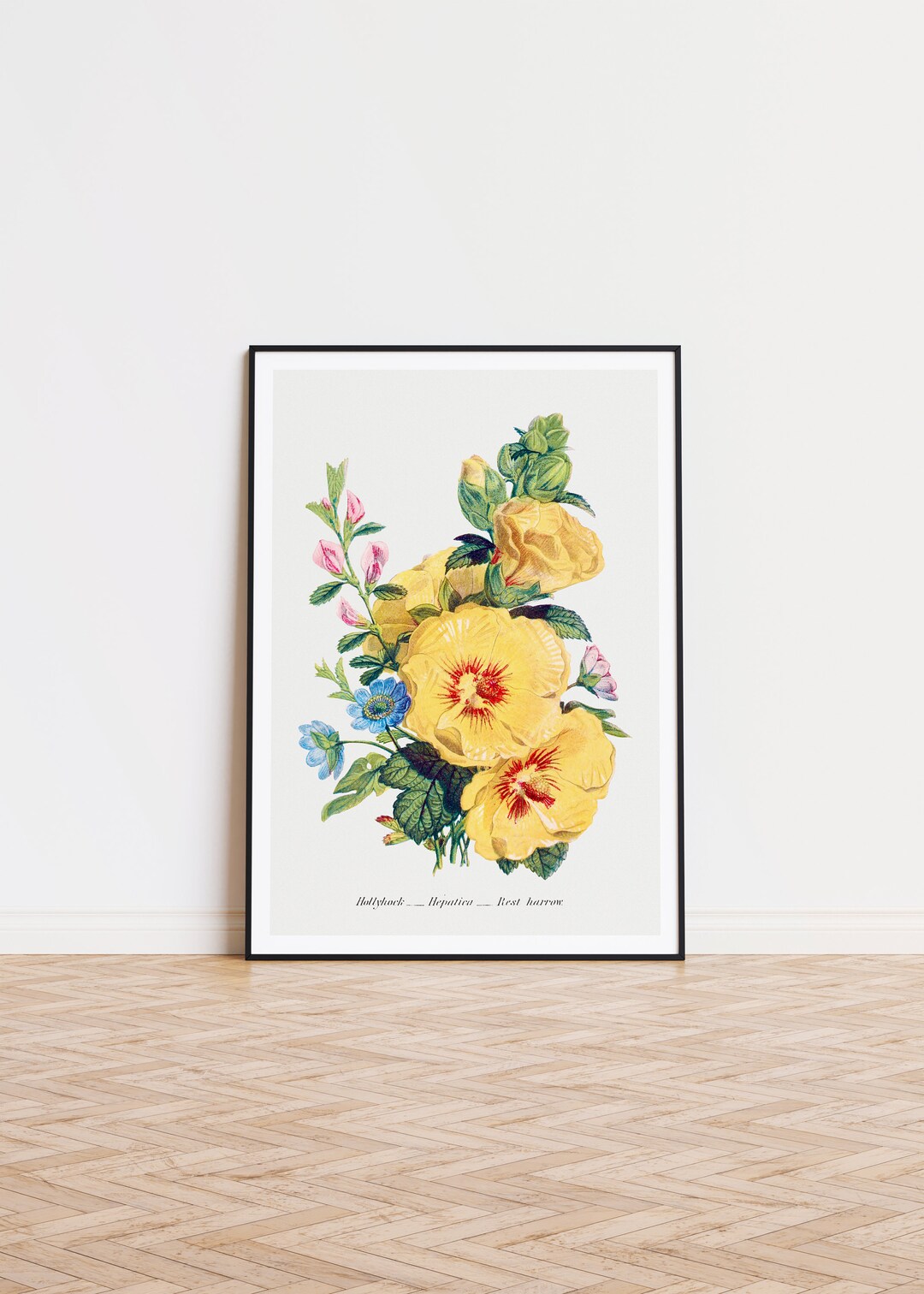 Hollyhock, Hepatica and Rest Harrow Illustration, Vintage Botanical Art ...