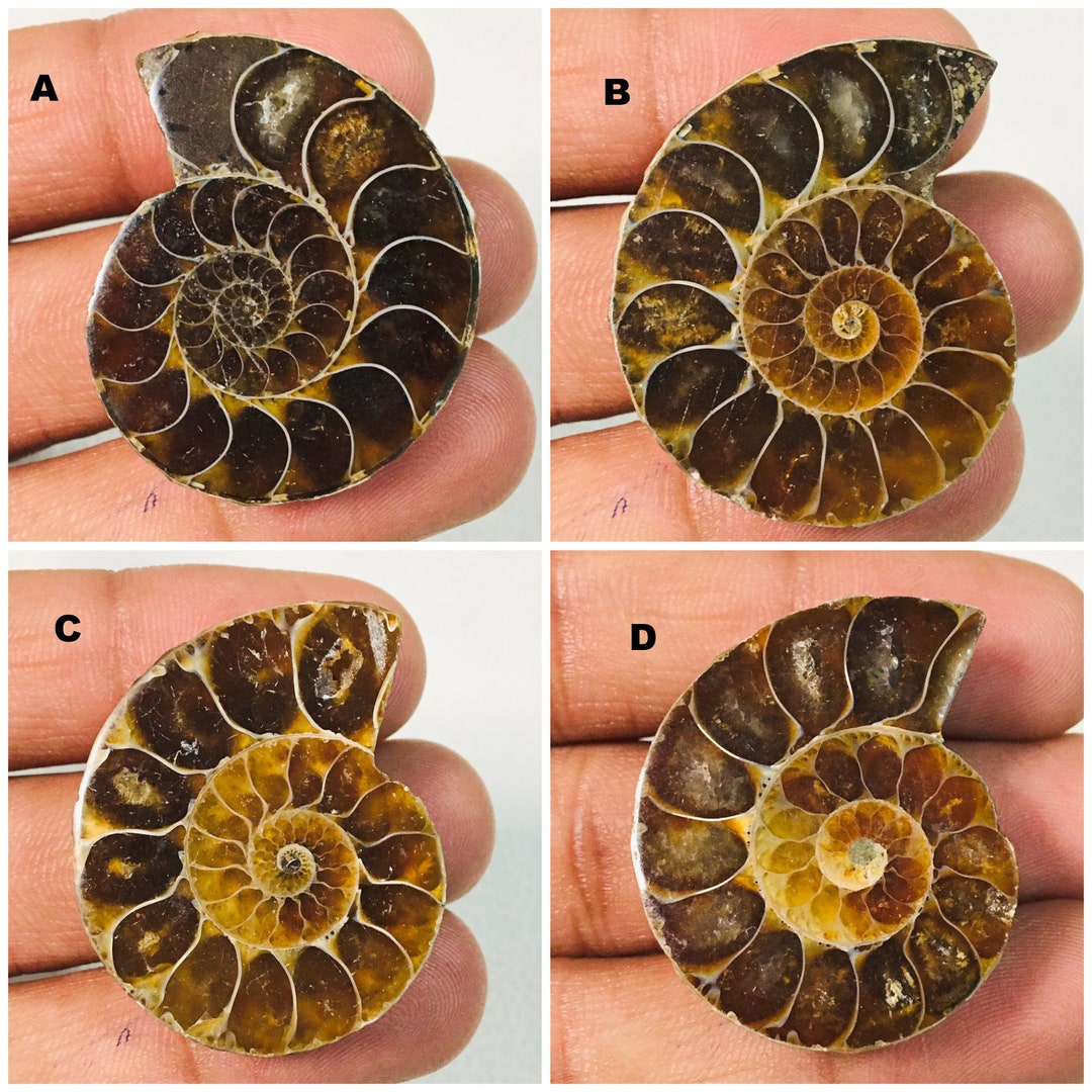 100% Natural Ammonite Disc Fossil Conch Specimen,rock,crystal Mineral ...