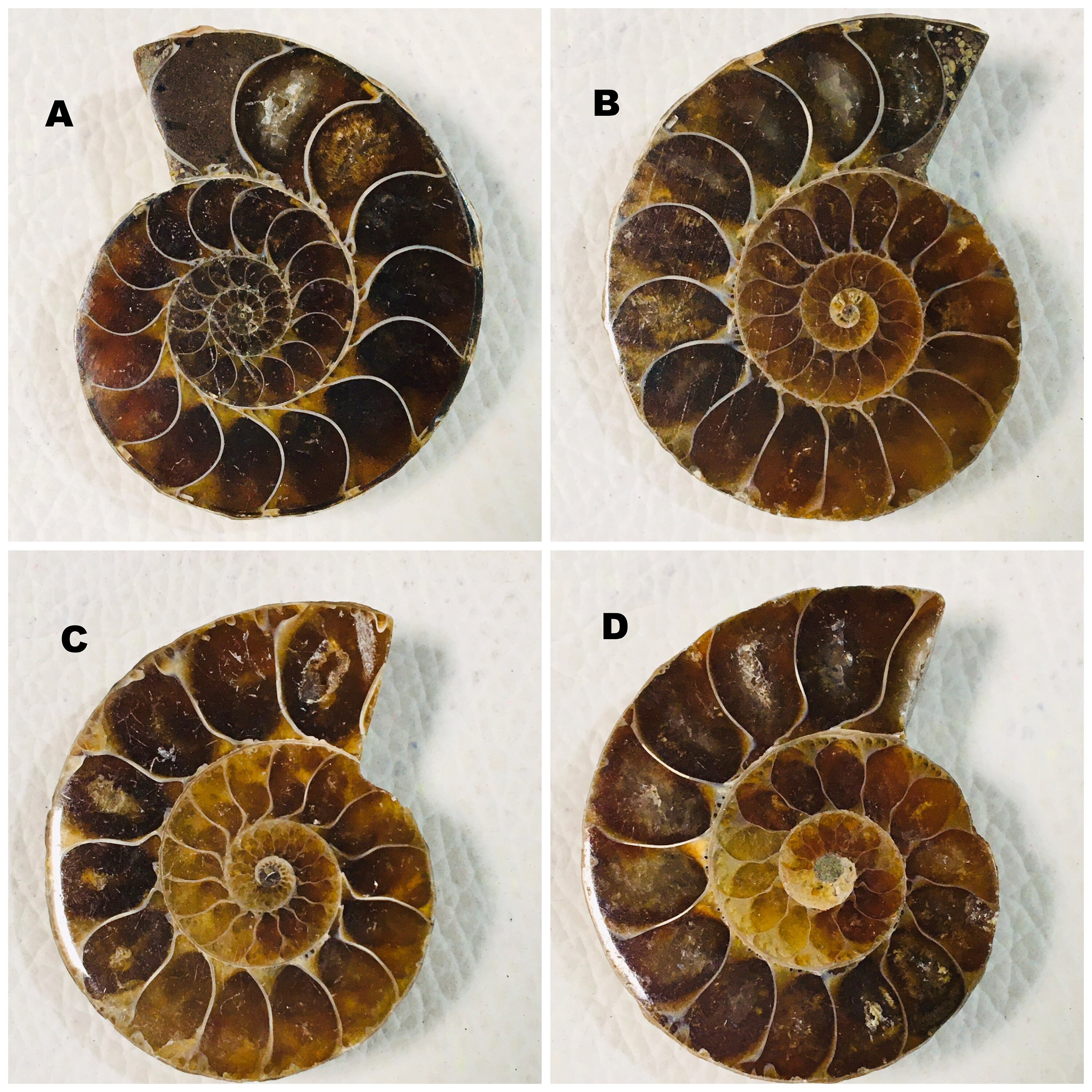 100% Natural Ammonite Disc Fossil Conch Specimen,rock,crystal Mineral ...