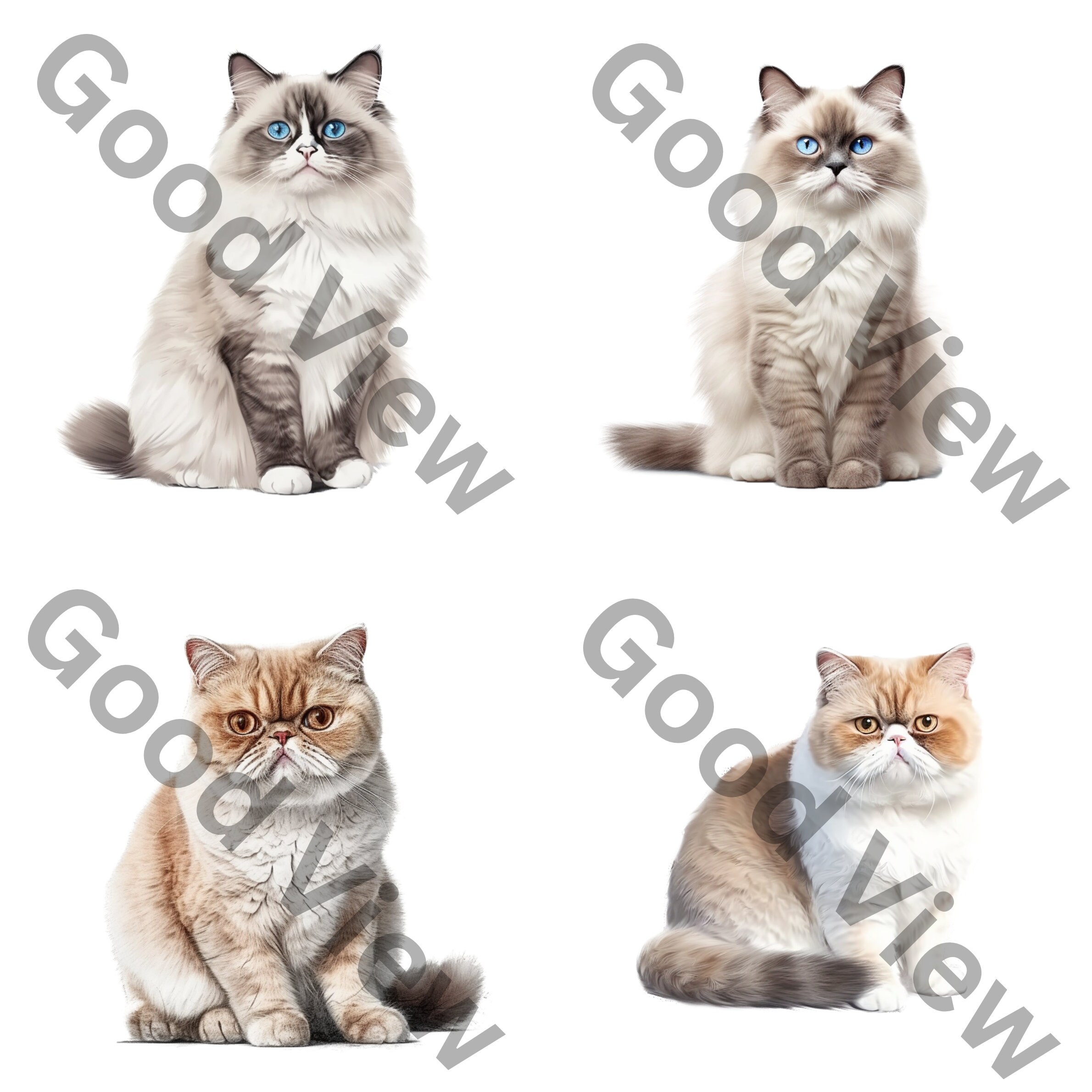 30 Realistic Beautiful Cute Cats Kittens Clipart. Realistic - Etsy