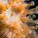 Coral Reef Polyp Close up 3d Sublimation 20 Oz Skinny Straight Tumbler ...