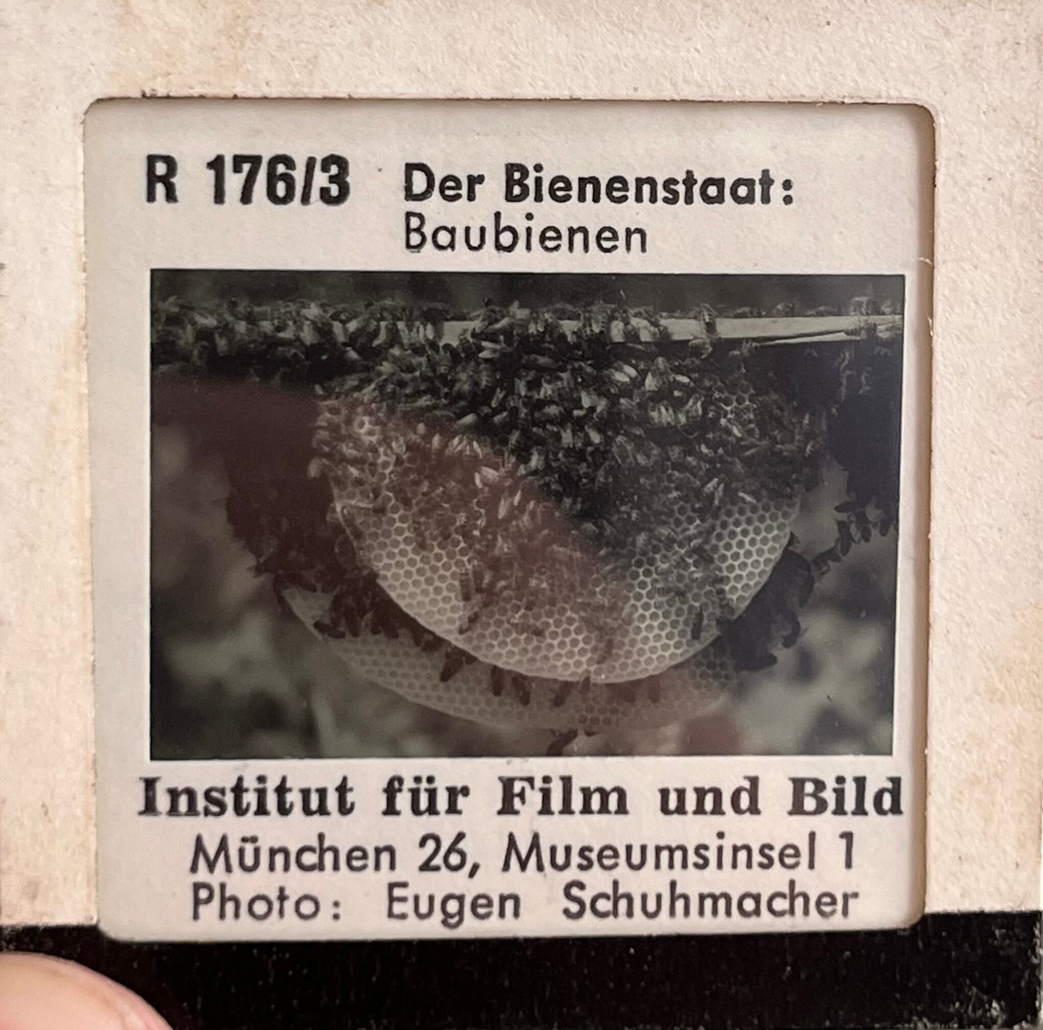 1940s Educational Glass Slides Frame With Box , for Slide Projector ...