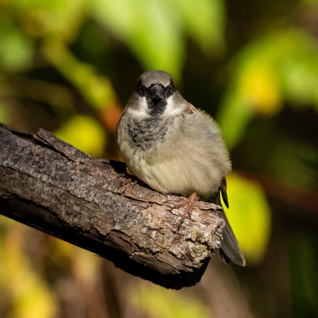Grumpy Sparrow - Digital Bird Print, Sparrow Photo - Etsy