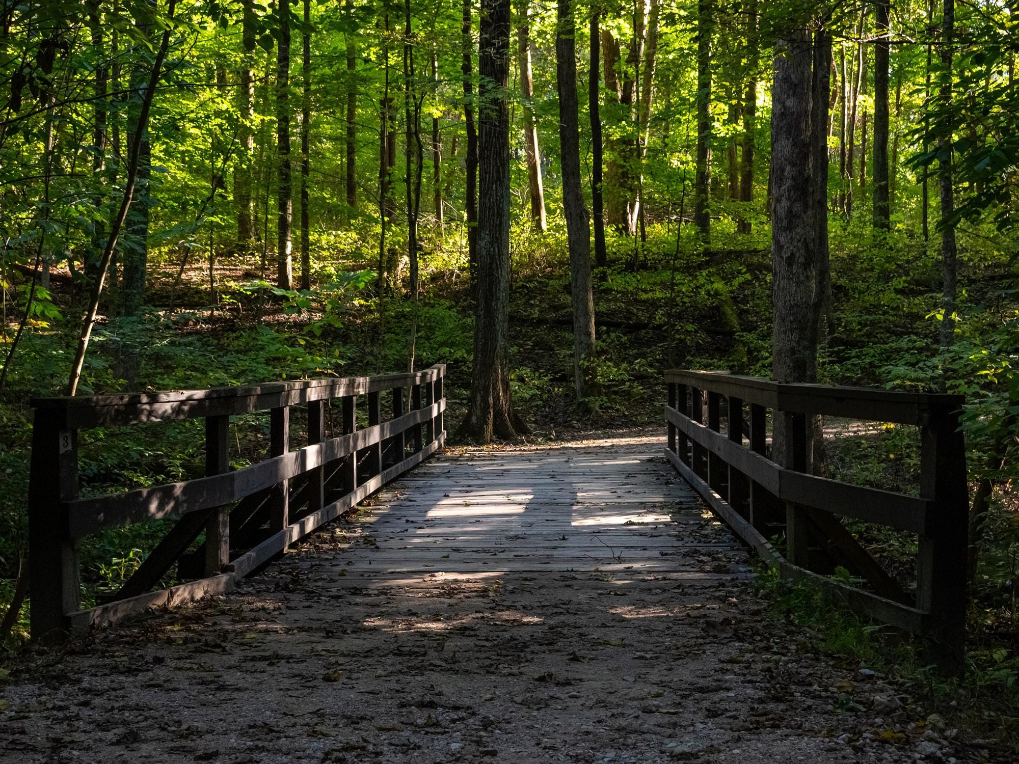Forest Bridge - Digital Wall Art, Desktop Background, Forest Picture - Etsy