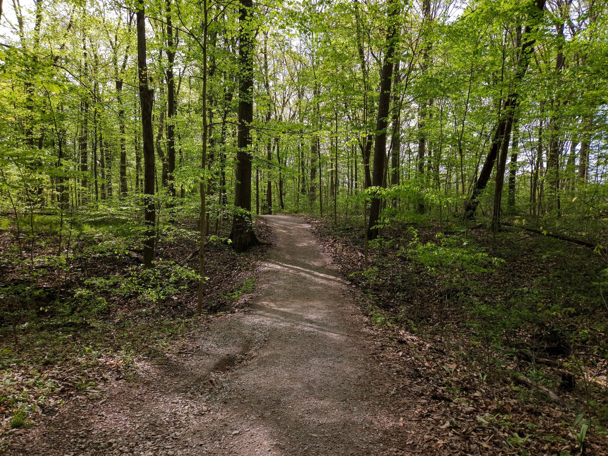 Streaks of Sunlight Over Spring Forest Footpath, Desktop Background ...