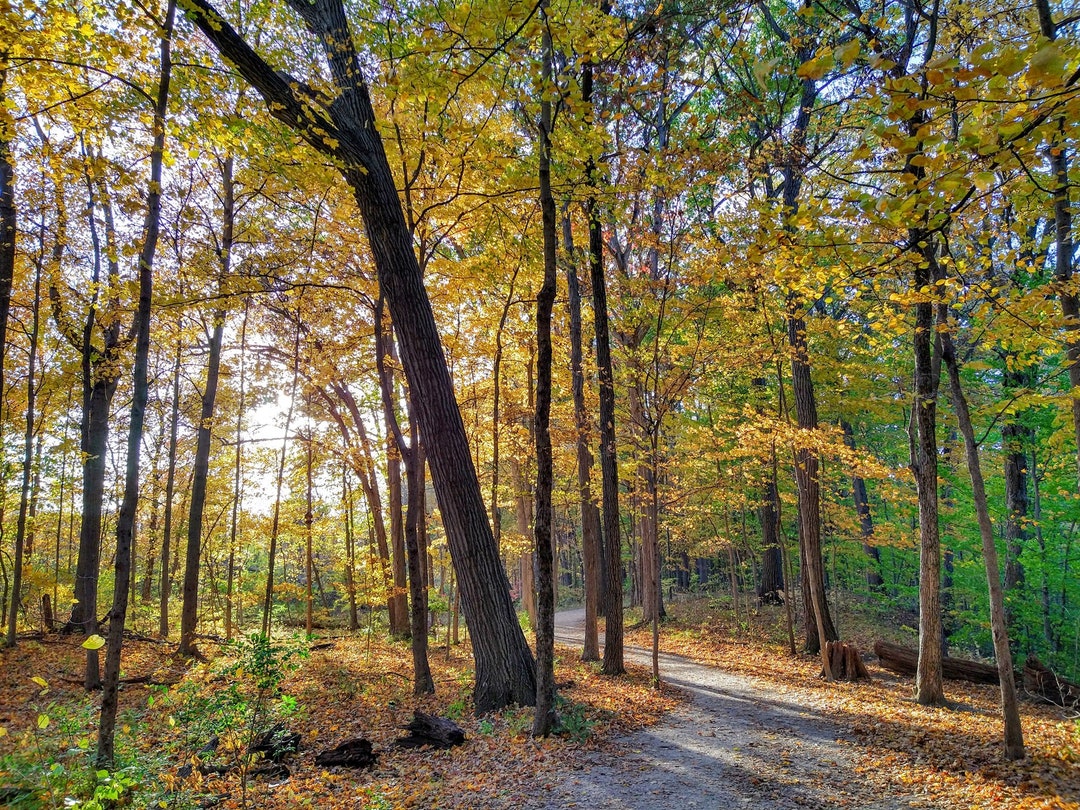 Autumn Forest Footpath Digital Print - Desktop Wallpaper, Digital Wall ...