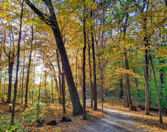 Autumn Forest Footpath Digital Print - Desktop Wallpaper, Digital Wall ...