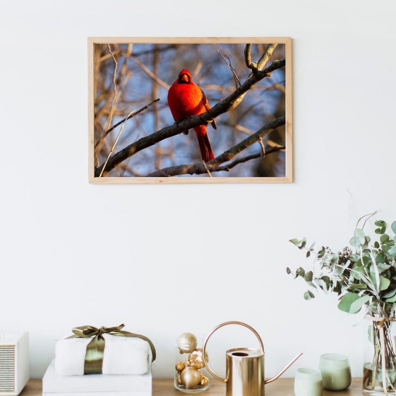 Cardinal Portrait - Digital Bird Picture, Cardinal Photo, Desktop ...