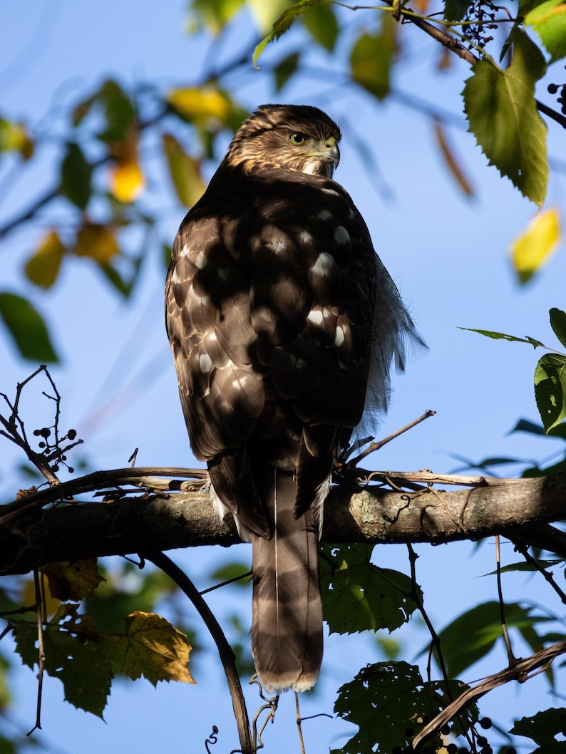 Young Cooper's Hawk Portrait - Digital Bird Photo, Hawk Picture, Cooper ...