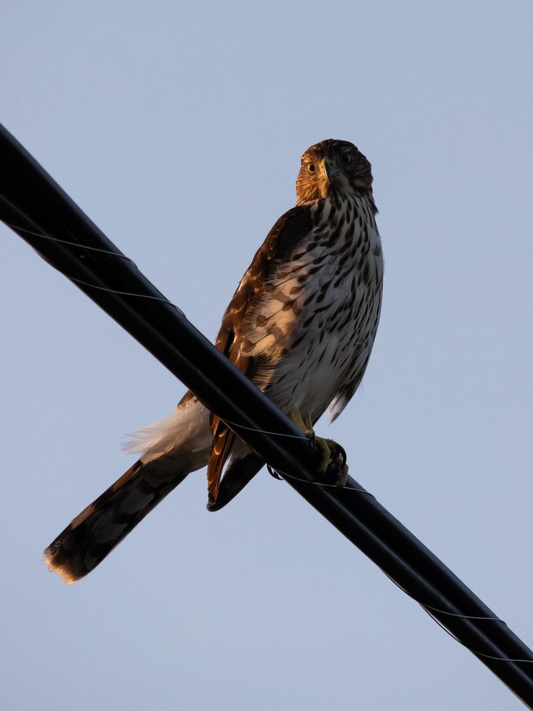 Cute Young Cooper's Hawk - Digital Bird Photo, Hawk Picture, Cooper's ...