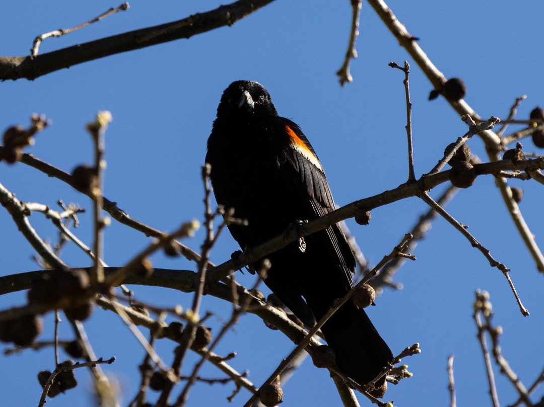Contemplative Male Red-winged Blackbird, Digital Print, Red-winged ...
