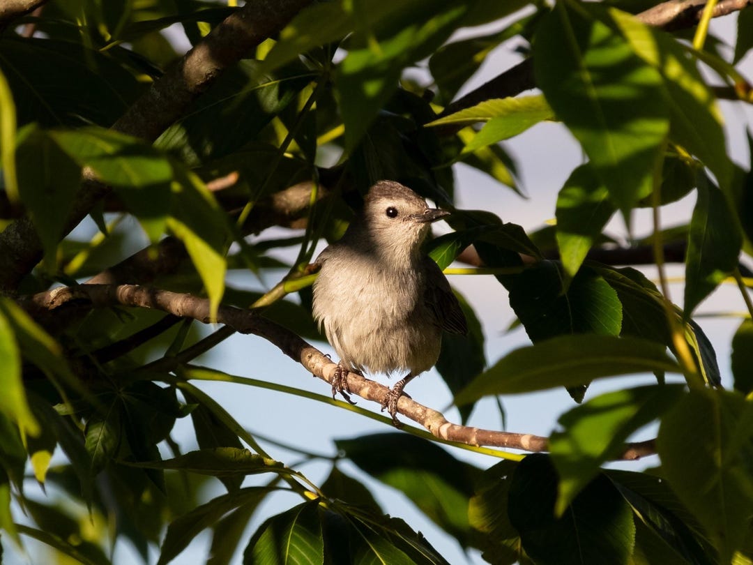 Summer Evening Catbird - Digital Bird Print, Gray Catbird Photo ...