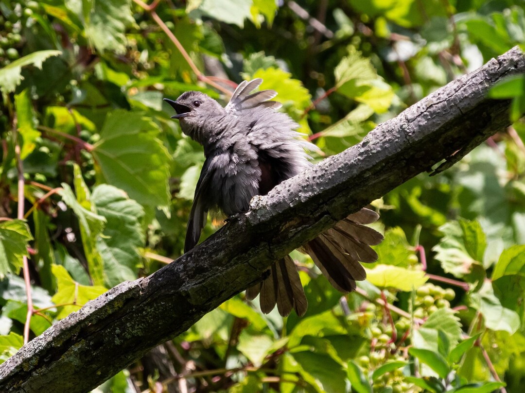 Sunning Gray Catbird - Digital Bird Print, Gray Catbird Photo, Funny ...