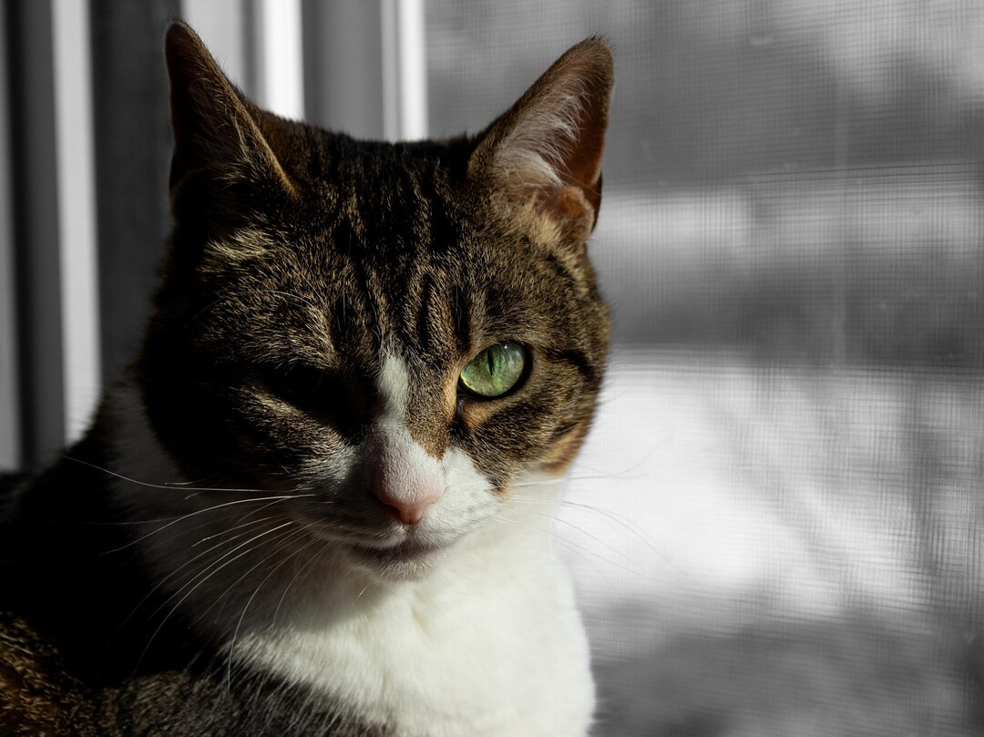 Tabby Green Eye Portrait - Digital Cat Picture, Tabby Cat Photo, Cat ...