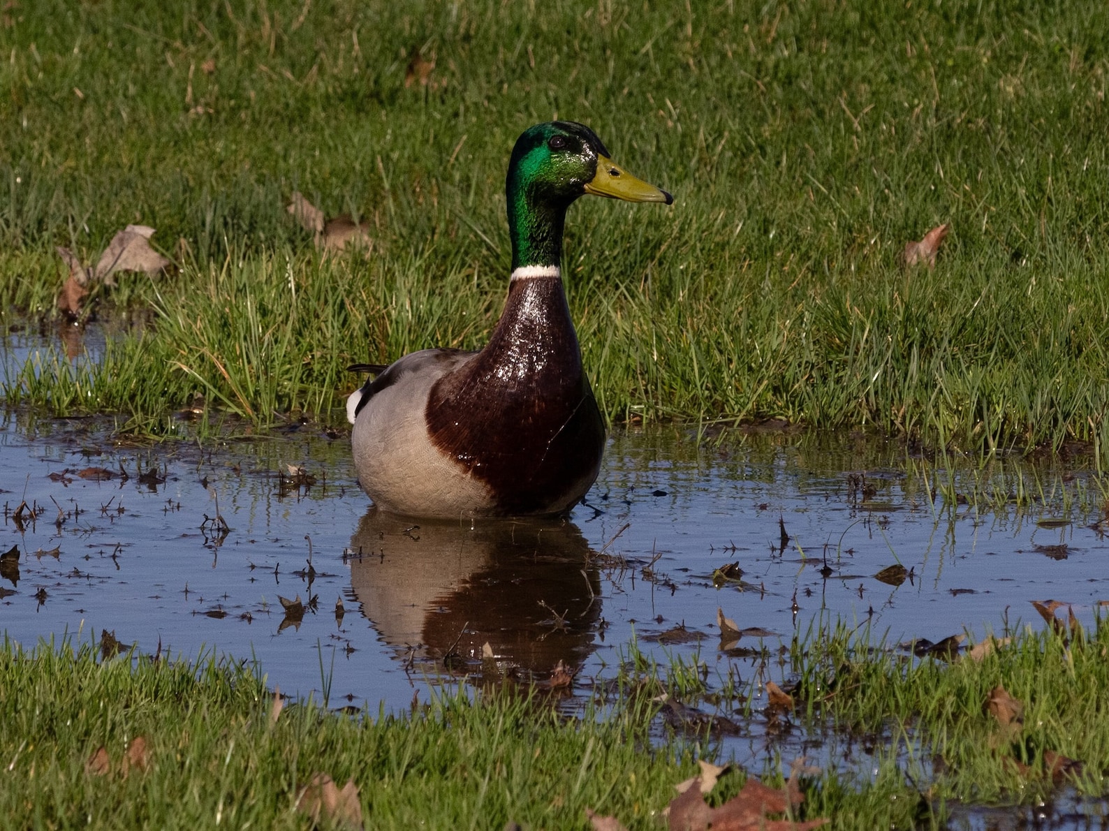 Sunny, “smiling” Male Mallard Duck, Digital Print, Duck, Mallard Duck ...
