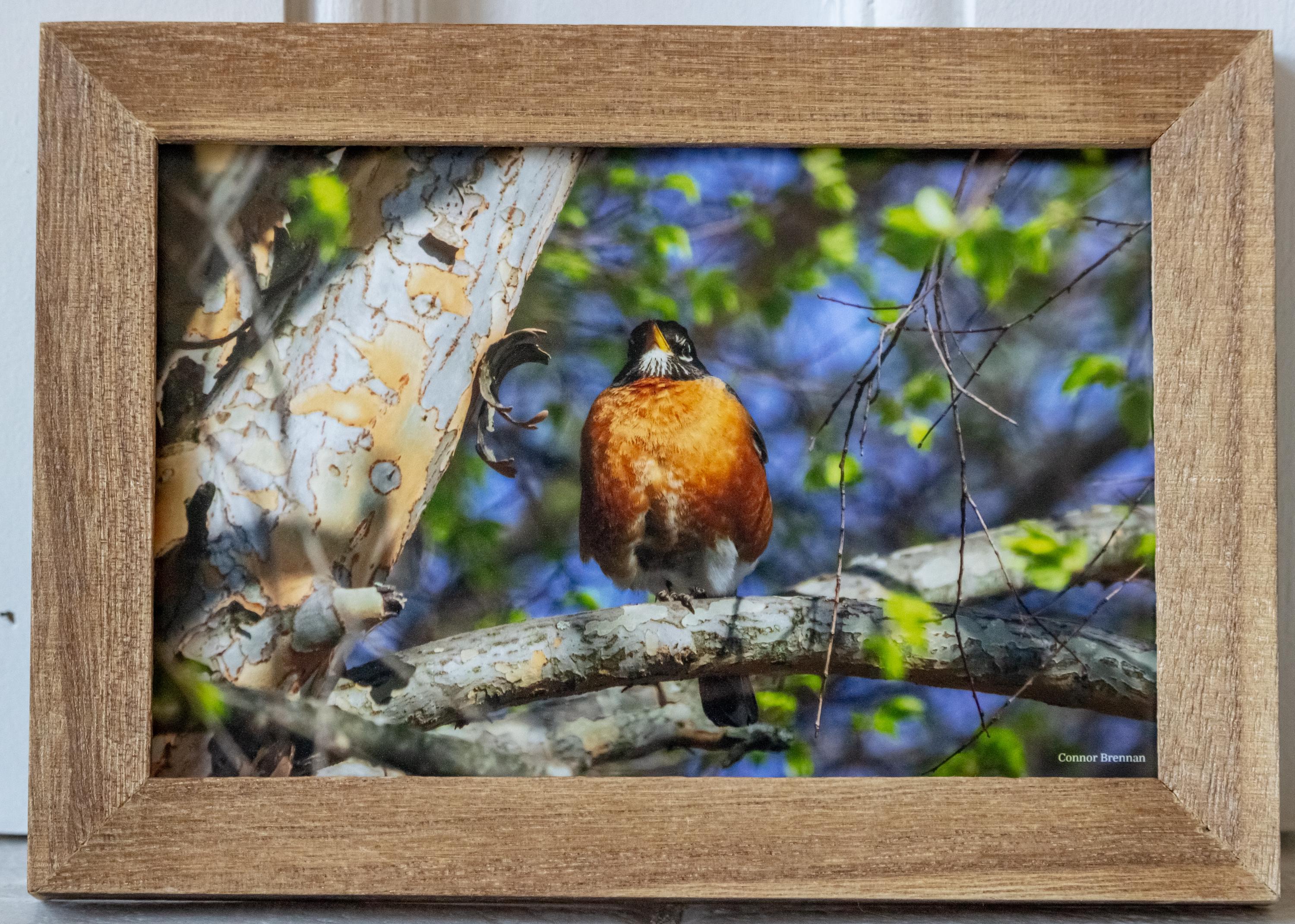 Stern American Robin - Digital Bird Photo, Robin Picture, Desktop ...