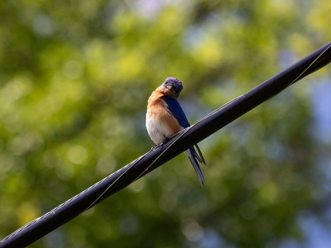 Endearing Male Bluebird - Digital Bird Photo, Bluebird Picture - Etsy