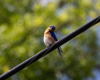 Endearing Male Bluebird - Digital Bird Photo, Bluebird Picture - Etsy