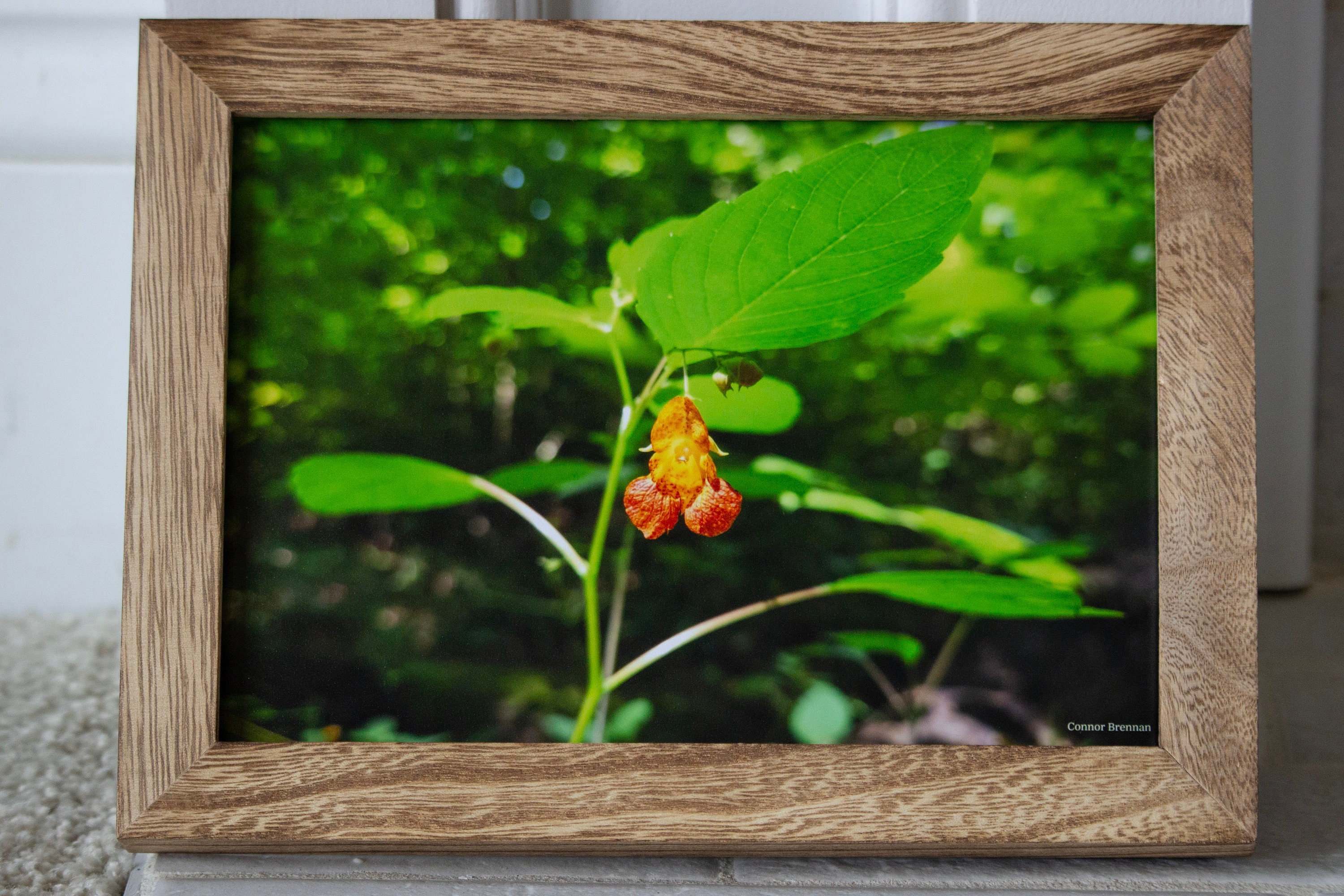 Sunny Jewelweed Flower Digital Print - Desktop Wallpaper, Jewelweed ...