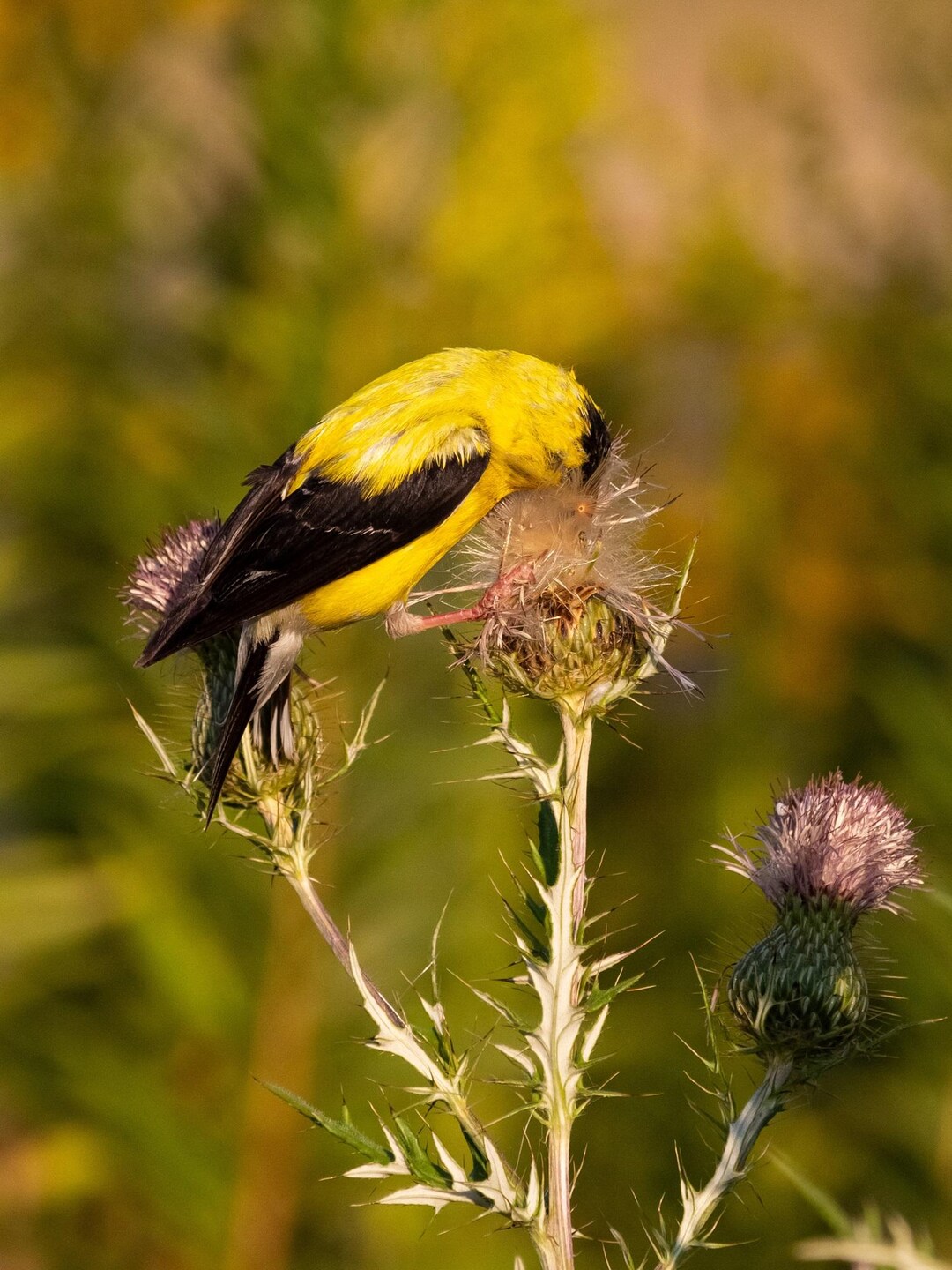 Male Goldfinch and Thistle Fluff - Goldfinch Picture, Digital Bird ...