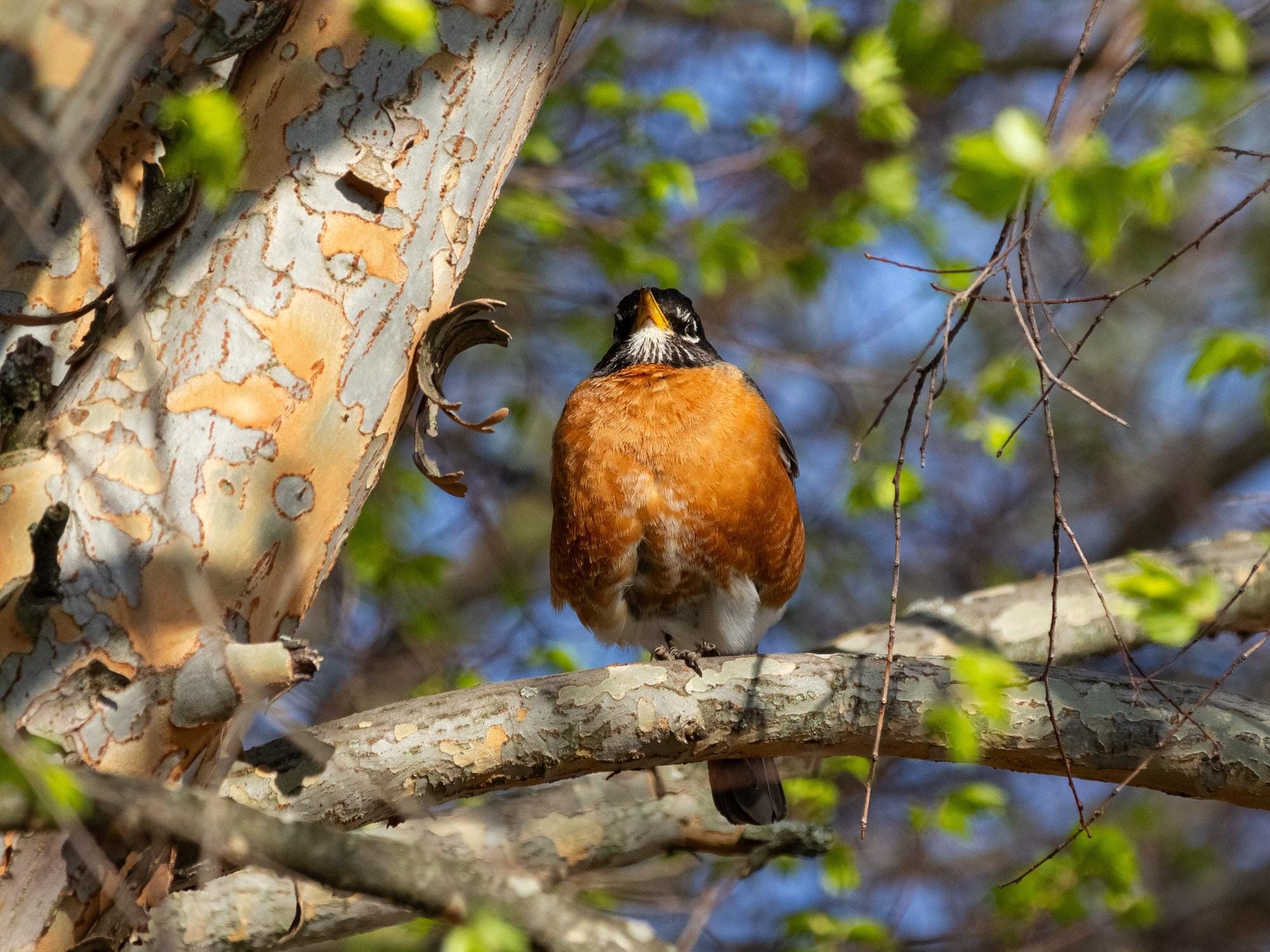 Stern American Robin - Digital Bird Photo, Robin Picture, Desktop ...