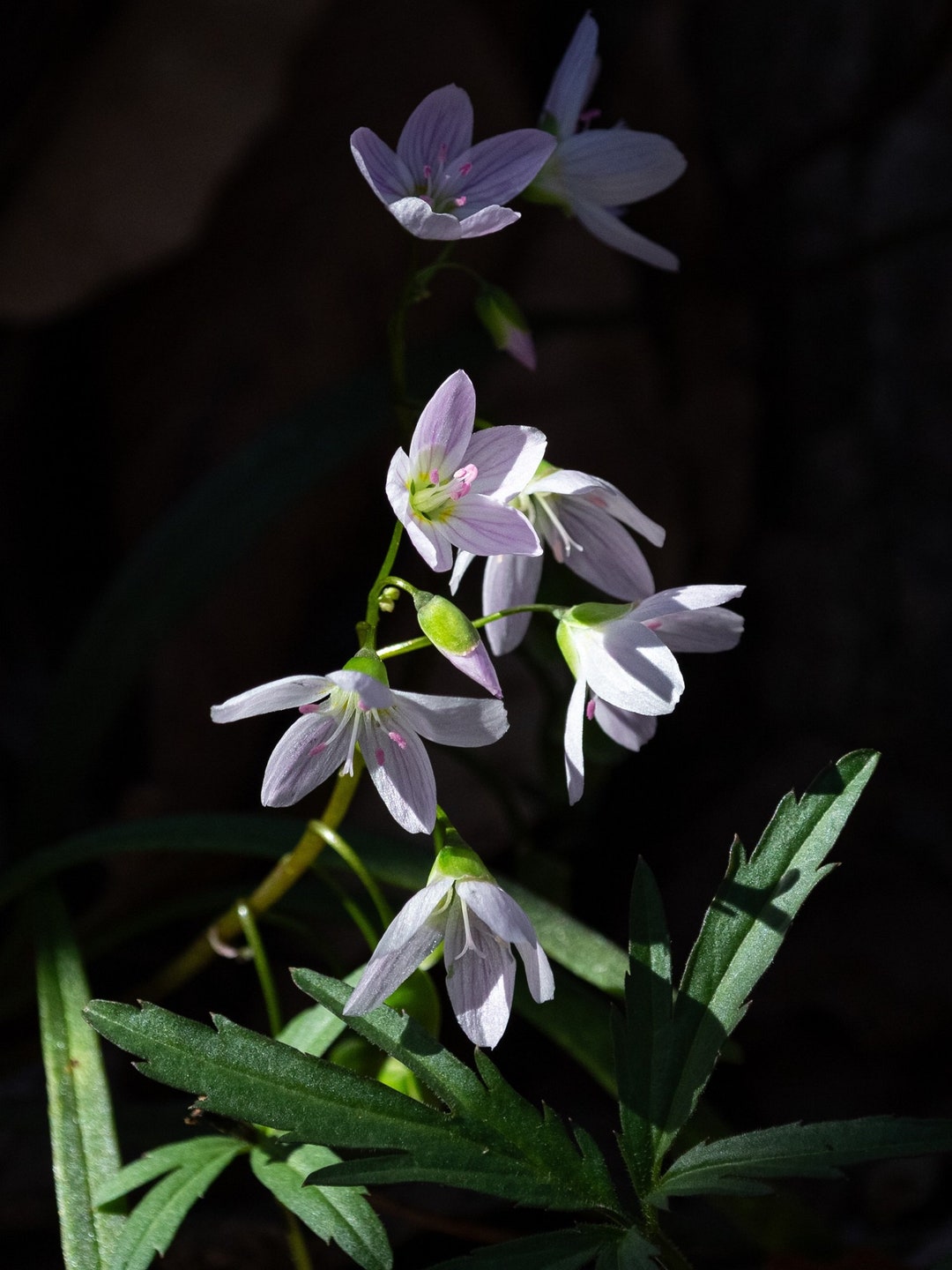 Spring Beauty Flowers Digital Print, Flower Photo, Spring Beauty ...